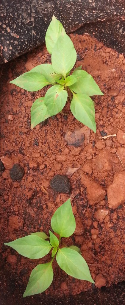Very tall Okra plant made to grow slanting to support harvesting ...