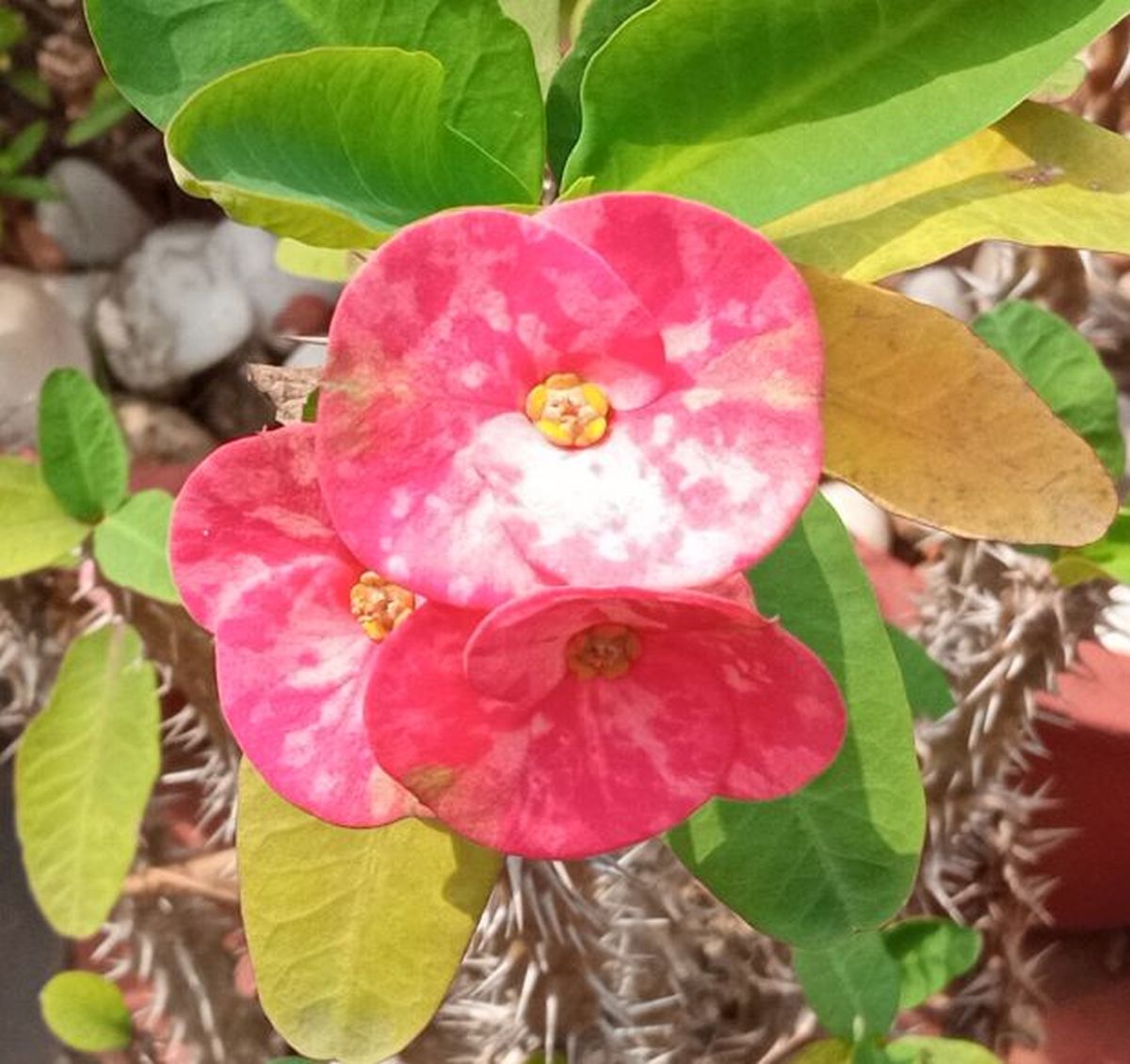 My Taberna plants – Scenic Pixels – Johnson's Horticulture