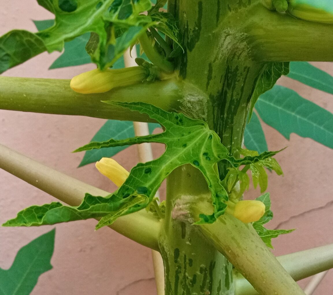 Papaya male flower buds – Scenic Pixels – Johnson's Horticulture