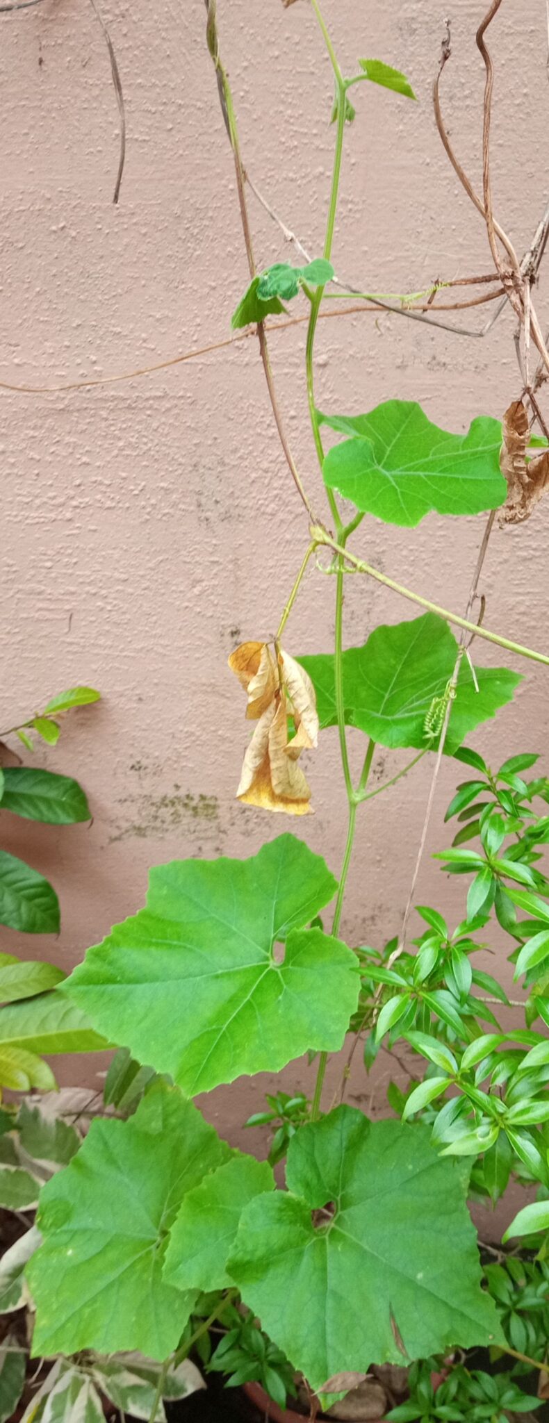 Snake gourd plant – Scenic Pixels – Johnson's Horticulture
