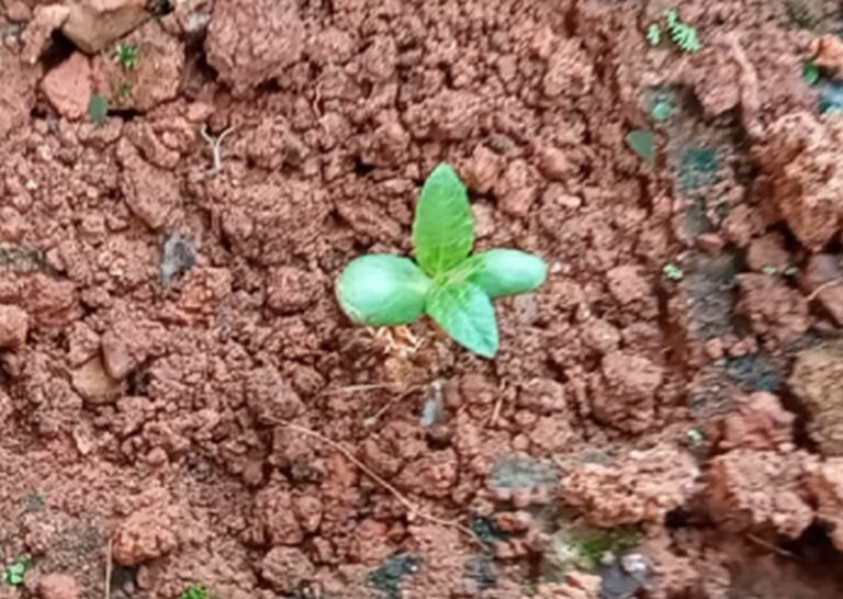 Sunflower saplings – Scenic Pixels – Johnson's Horticulture