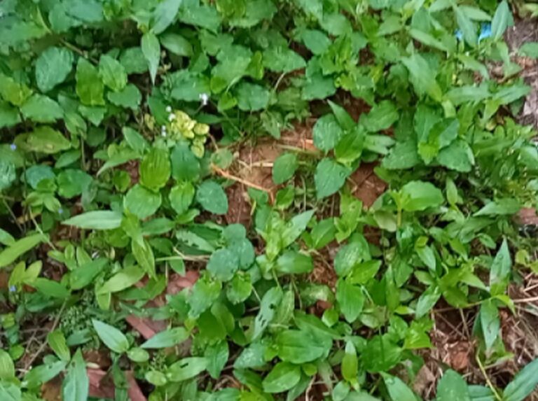 How can weeds improve plant growth? – Scenic Pixels – Johnson's ...